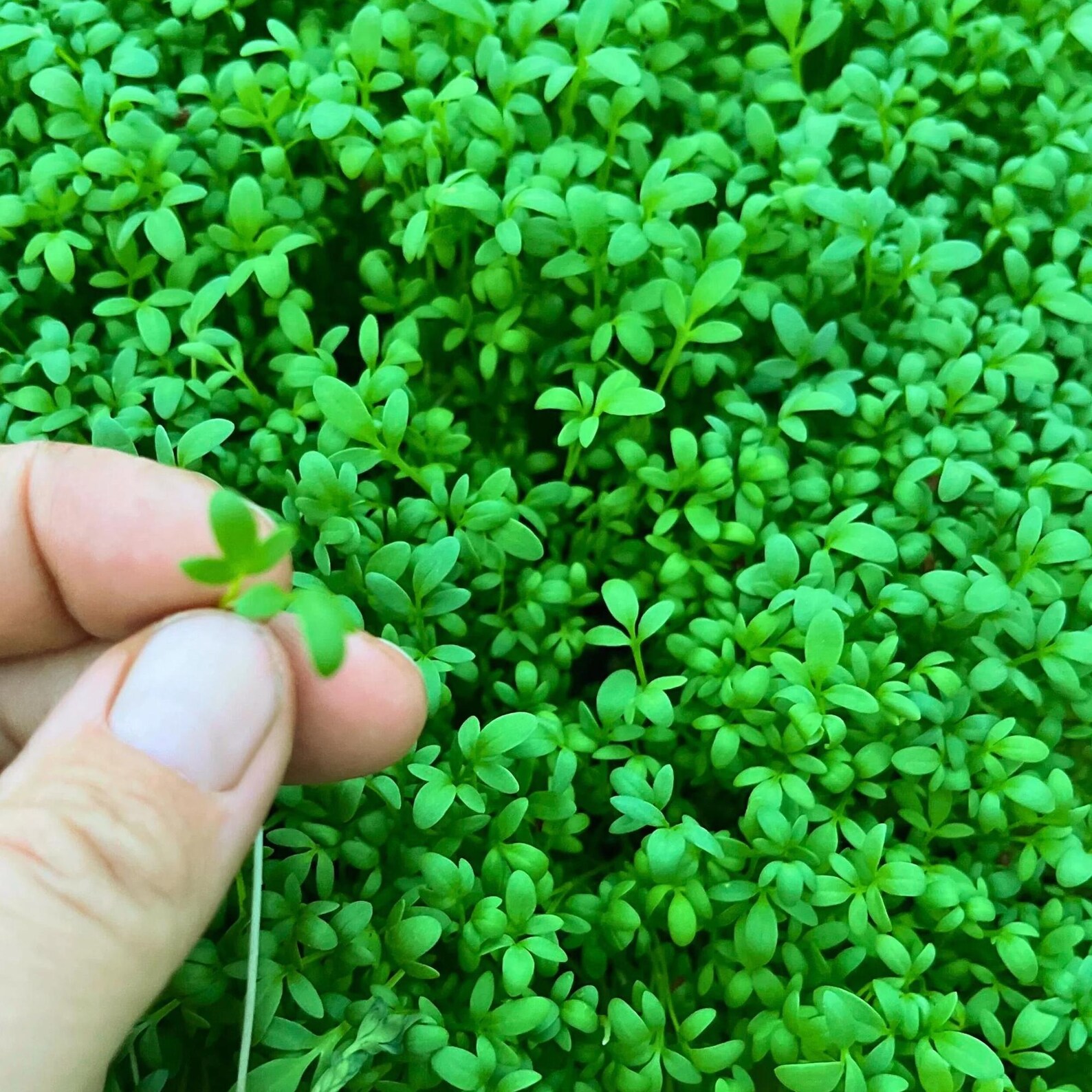500+ Seeds Pepper Cress, Fast Growing, Peppery Flavor, Nutrient-rich ...
