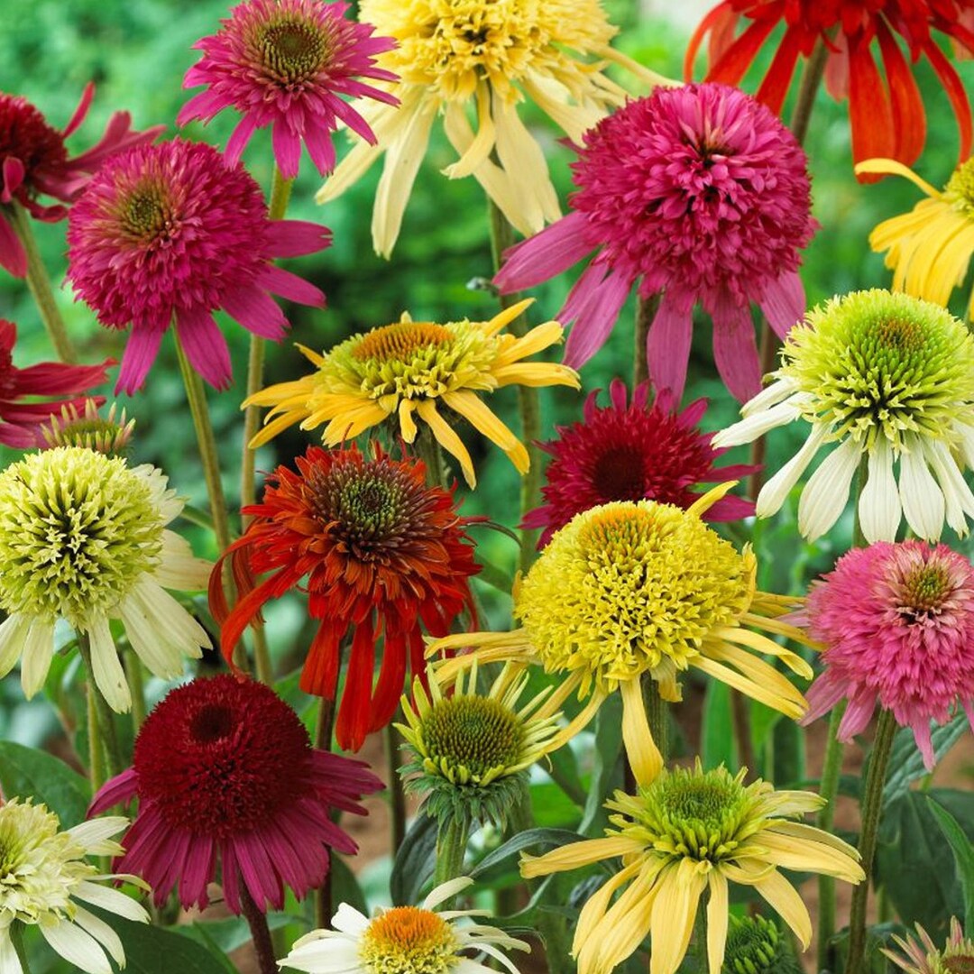 50 Double Mix Coneflower Seeds, Heirloom Flower, Flower Seeds, Annual ...
