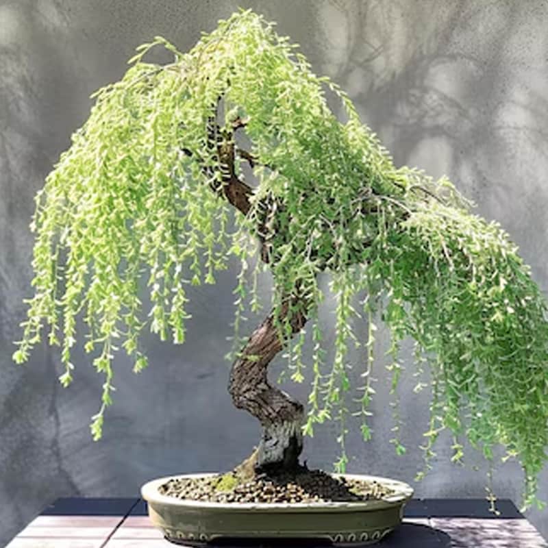 Willow Bonsai Tree Cutting - Etsy