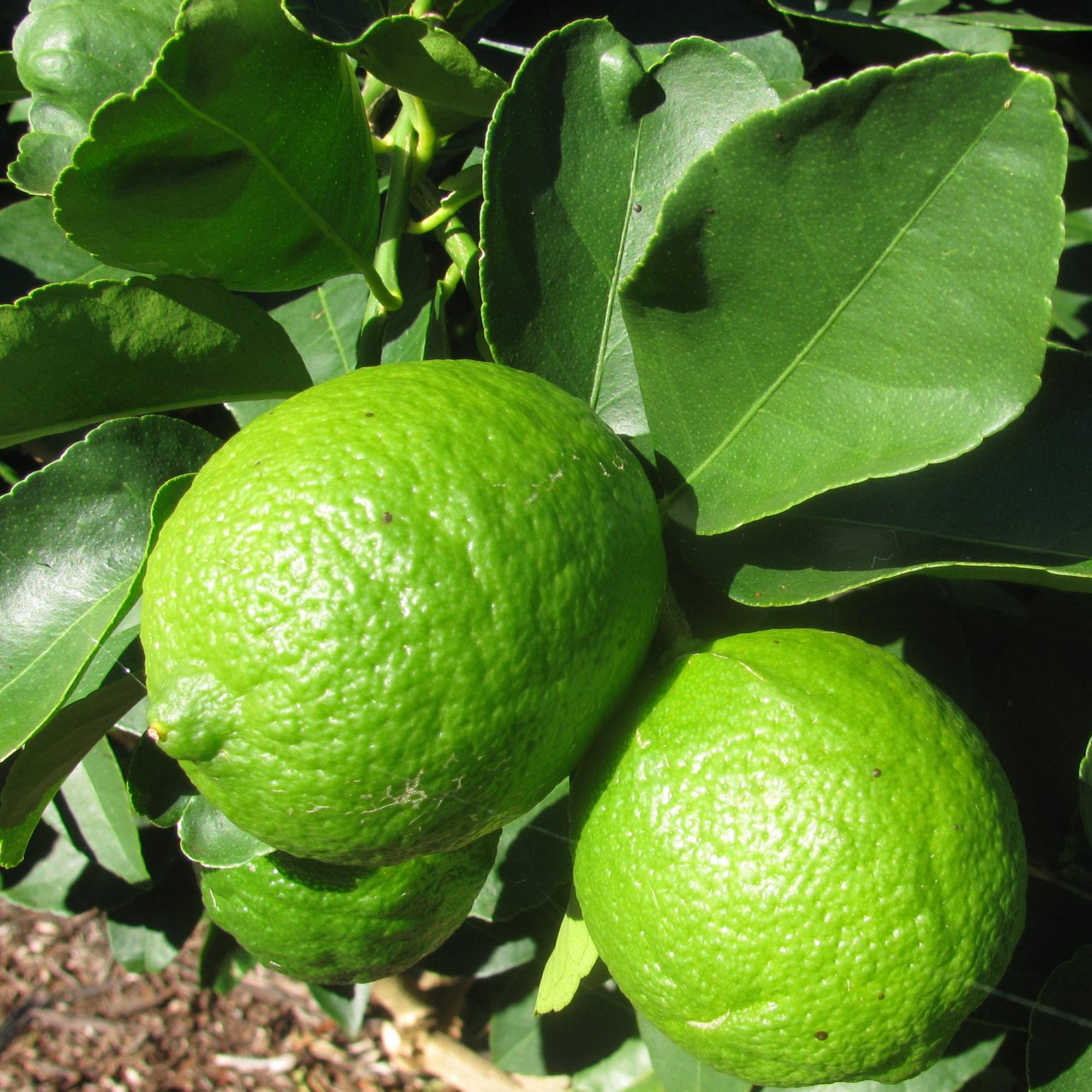 Dwarf Lime Tree Seeds for Planting 30+ Seeds, Compact Citrus Tree for ...