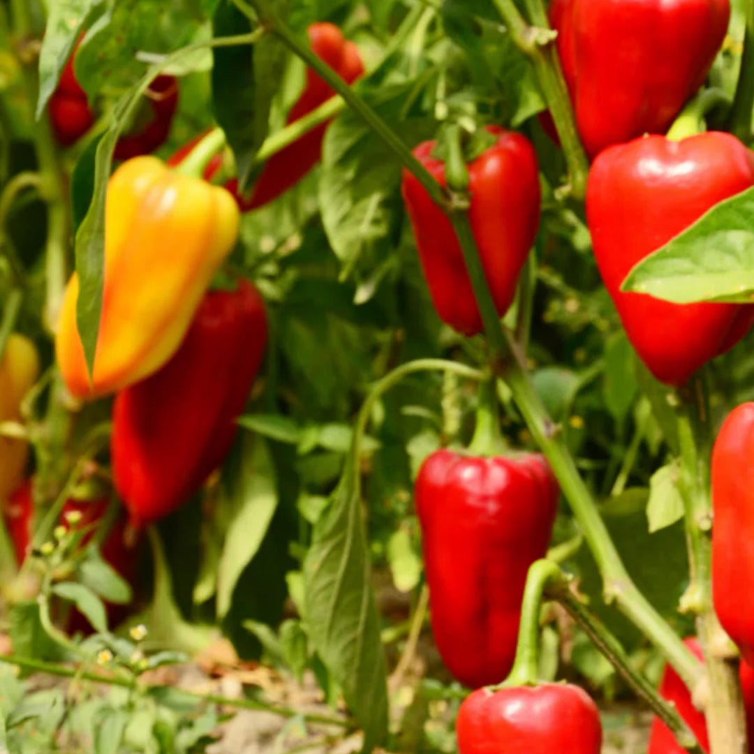 30 Seeds | Lunchbox Sweet Pepper Seeds, Colorful Mini Peppers, Crisp ...