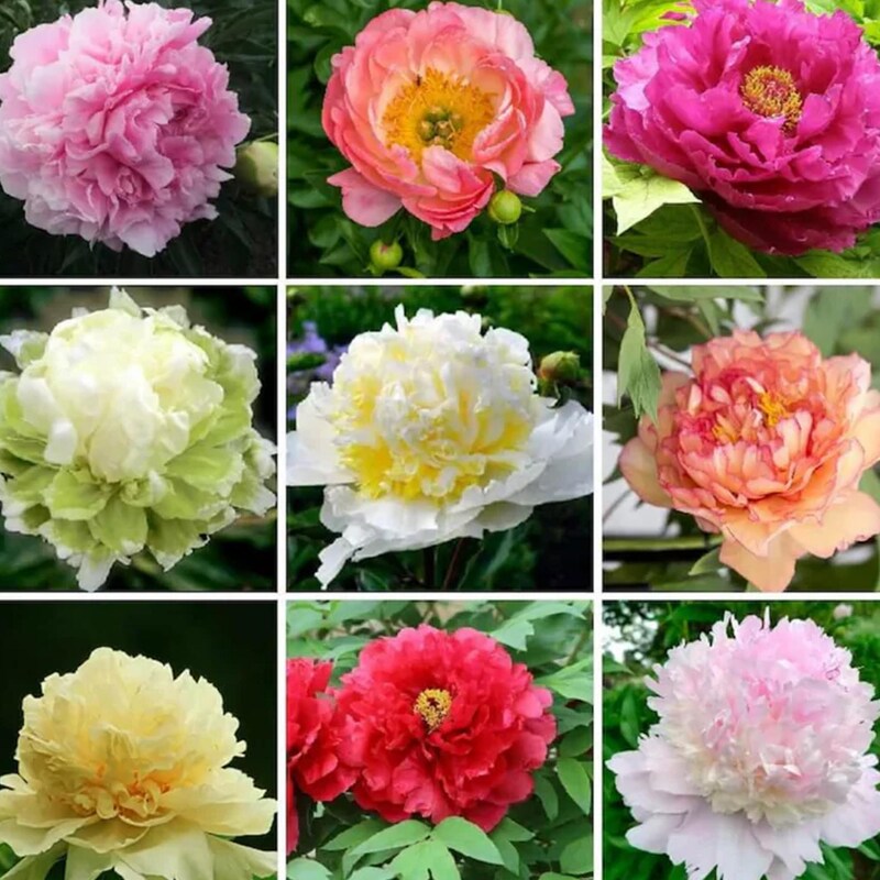 Beautiful Plant Names, Not Flowers - Etsy