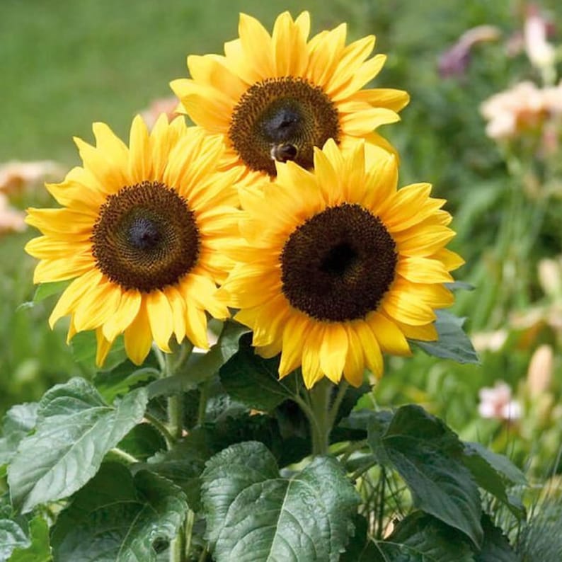 15 Dwarf Sunspot Sunflower Seeds Compact Yellow Blooms for Pots Borders ...