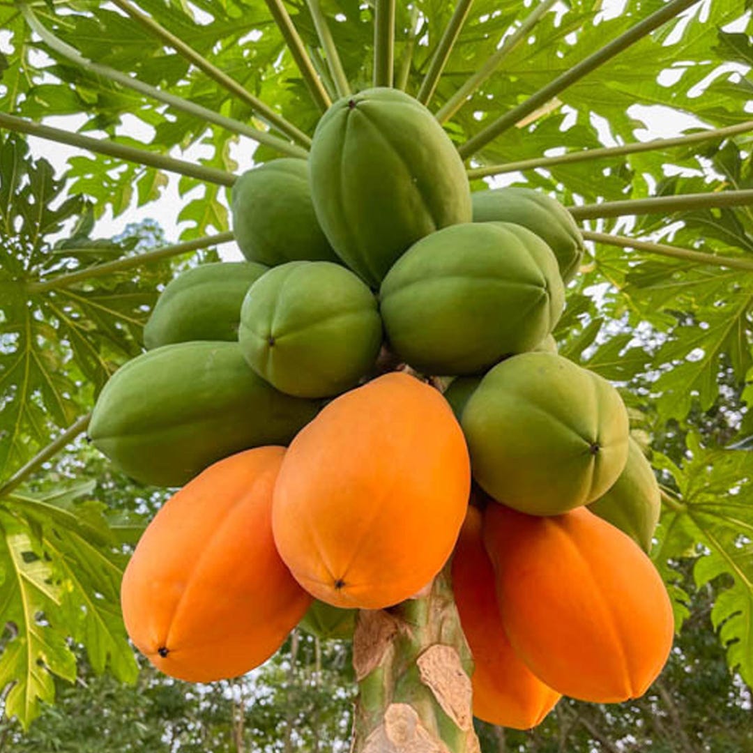 50 Red Heart Creamy Papaya Seeds, Tropical Fruit Tree for Warm Climates ...
