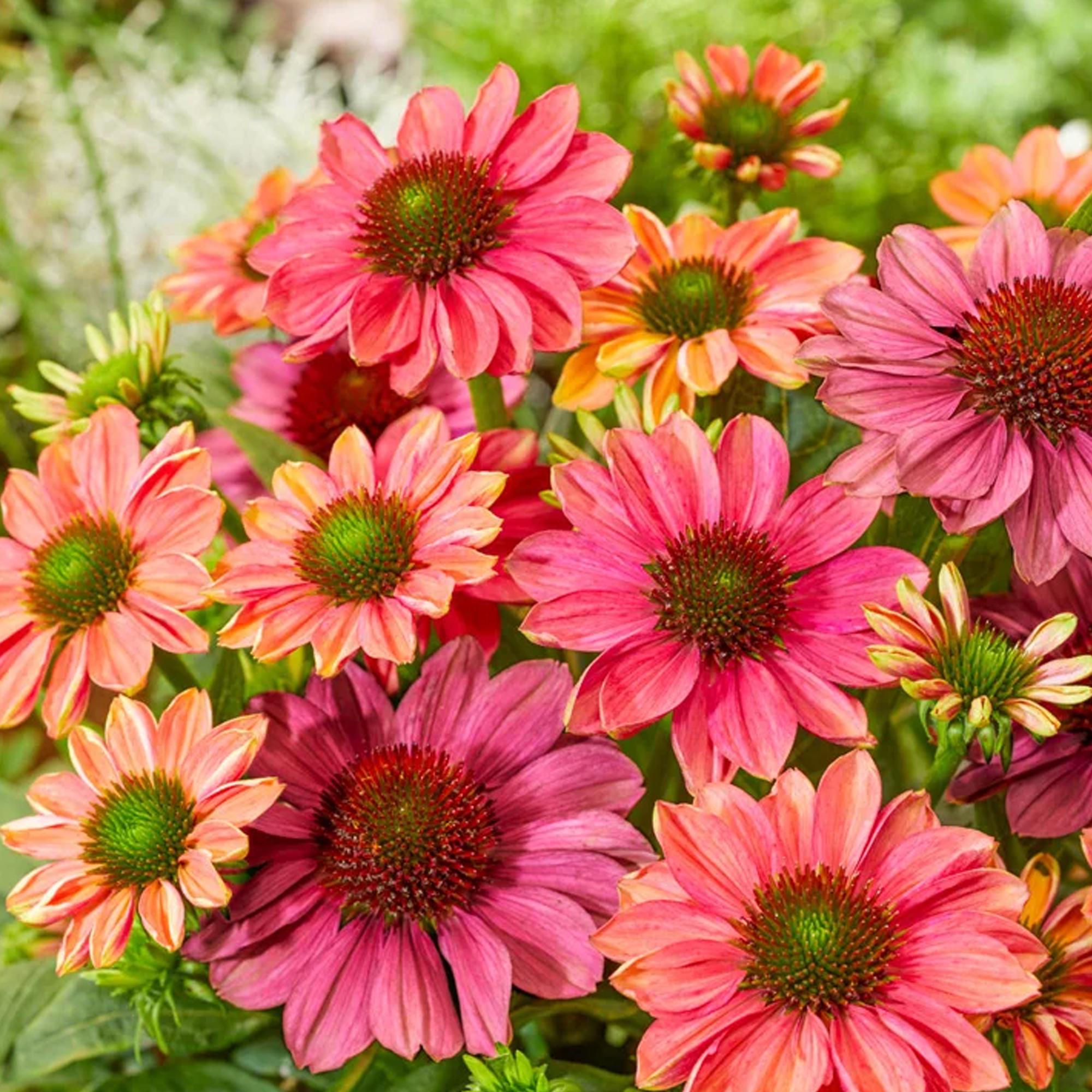 50 Sunseeker Rainbow Coneflower Seeds, Hardy Perennial Pollinator ...