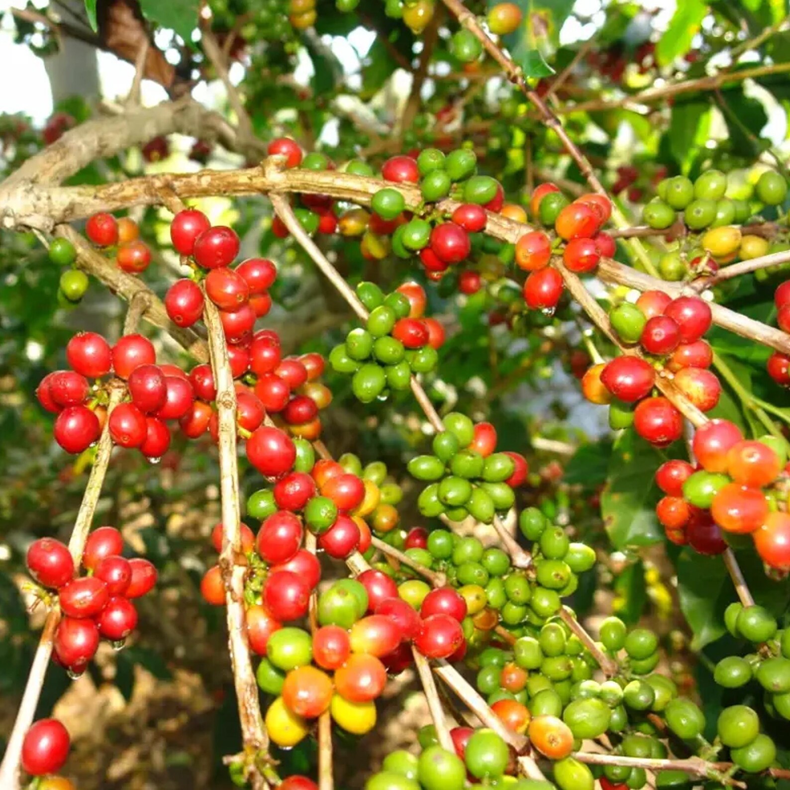 10 Seeds Coffea Arabica, Tropical Coffee Bean Plant,exotic Indoor ...