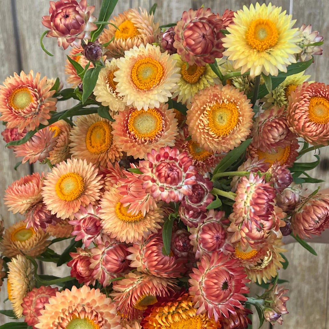 300+ Seeds | Strawflower Mix Seeds, Colorful Everlasting Blooms, Easy ...