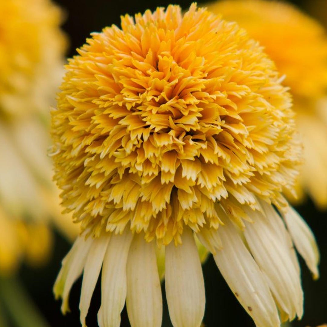50 Lemon Drop Coneflower Seeds, Coneflower Seeds for Planting, Heirloom ...