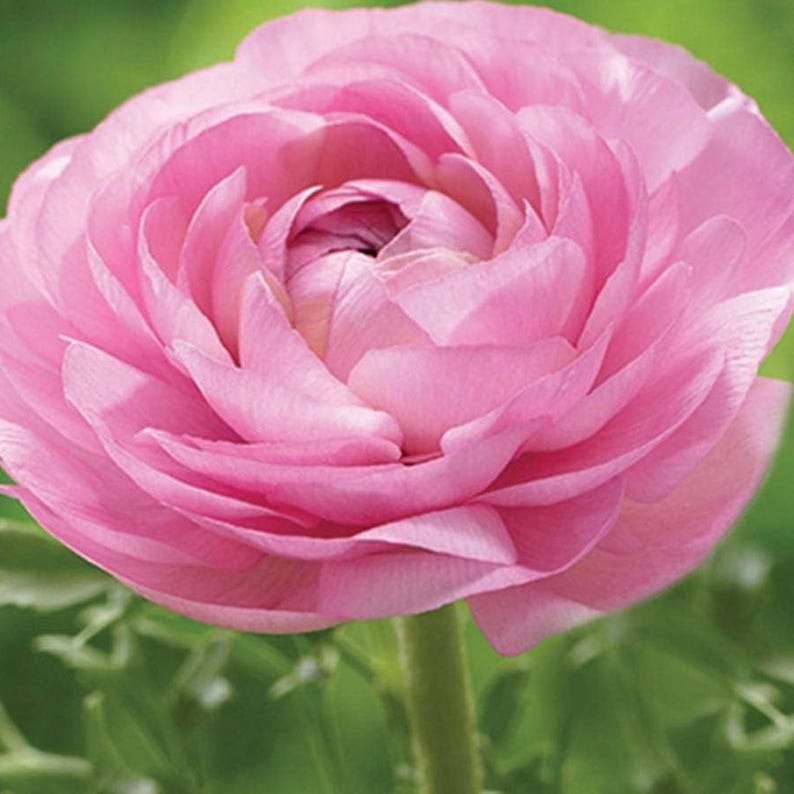 100 Ranunculus Double Buttercups Seeds, Blooming Flowers, Vibrant ...