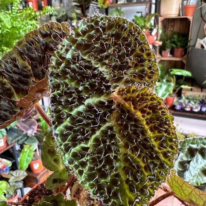 25+ Seeds | Ferox Begonia Seeds, Rare Spiky Leaf Begonia, Unique ...