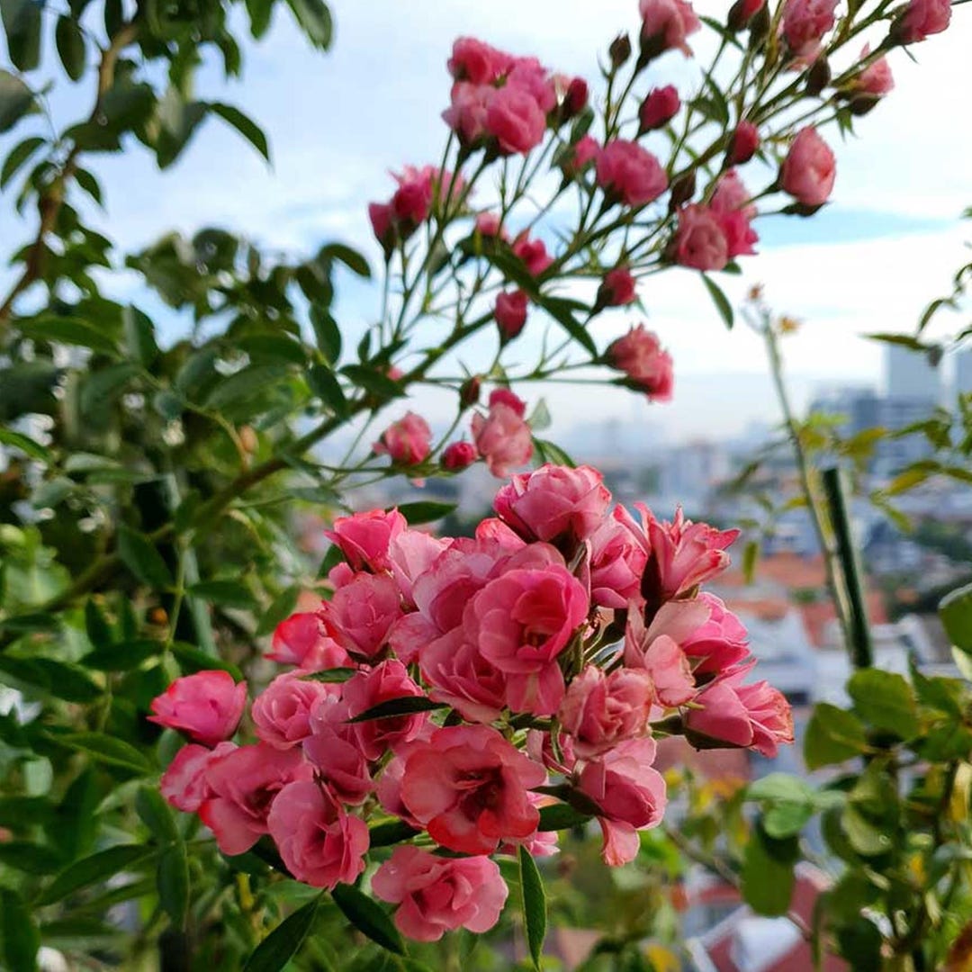 30+ Seeds Mac Spice Rose, Rare Perennial Garden Rose With Fragrant ...
