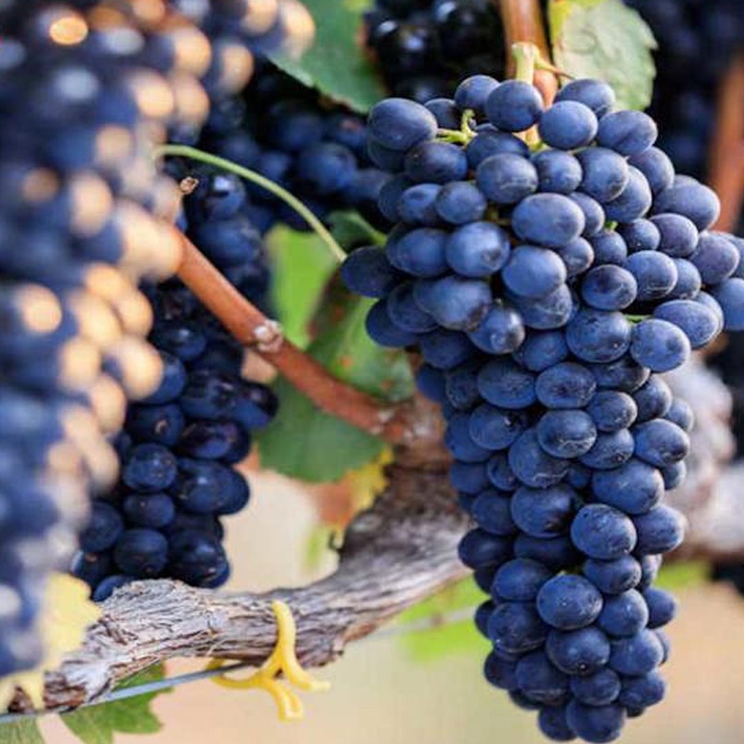 40 Seeds | Grape Vine Seeds, Perennial Climbing Plant for Edible Fruit ...