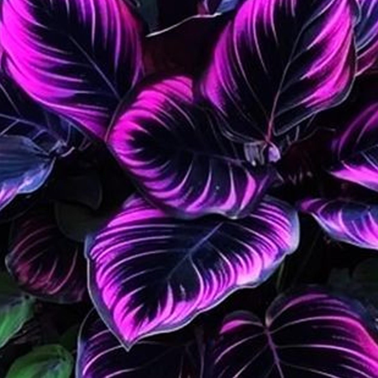 25+ Purple Tip Calathea Seeds, Exotic Indoor Plant for Garden ...