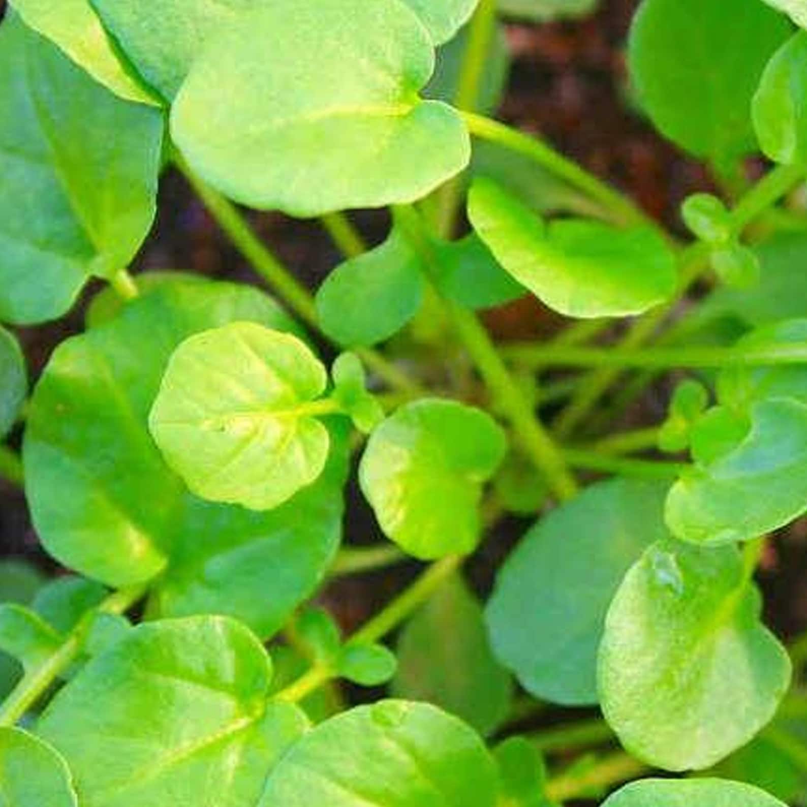 500+ Seeds Pepper Cress, Fast Growing, Peppery Flavor, Nutrient-rich ...