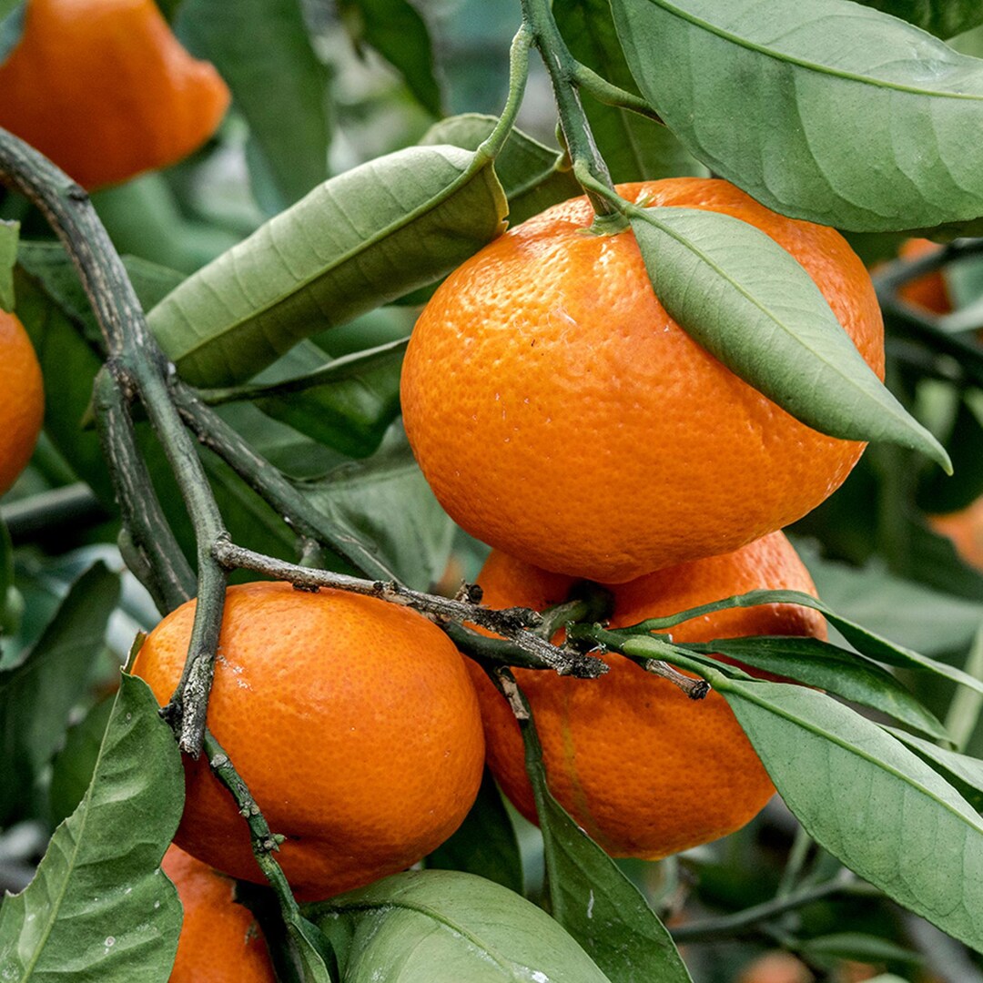 20 Tangerine Mandarin Orange Seeds Sweet Fruit Tree Tropical Garden ...