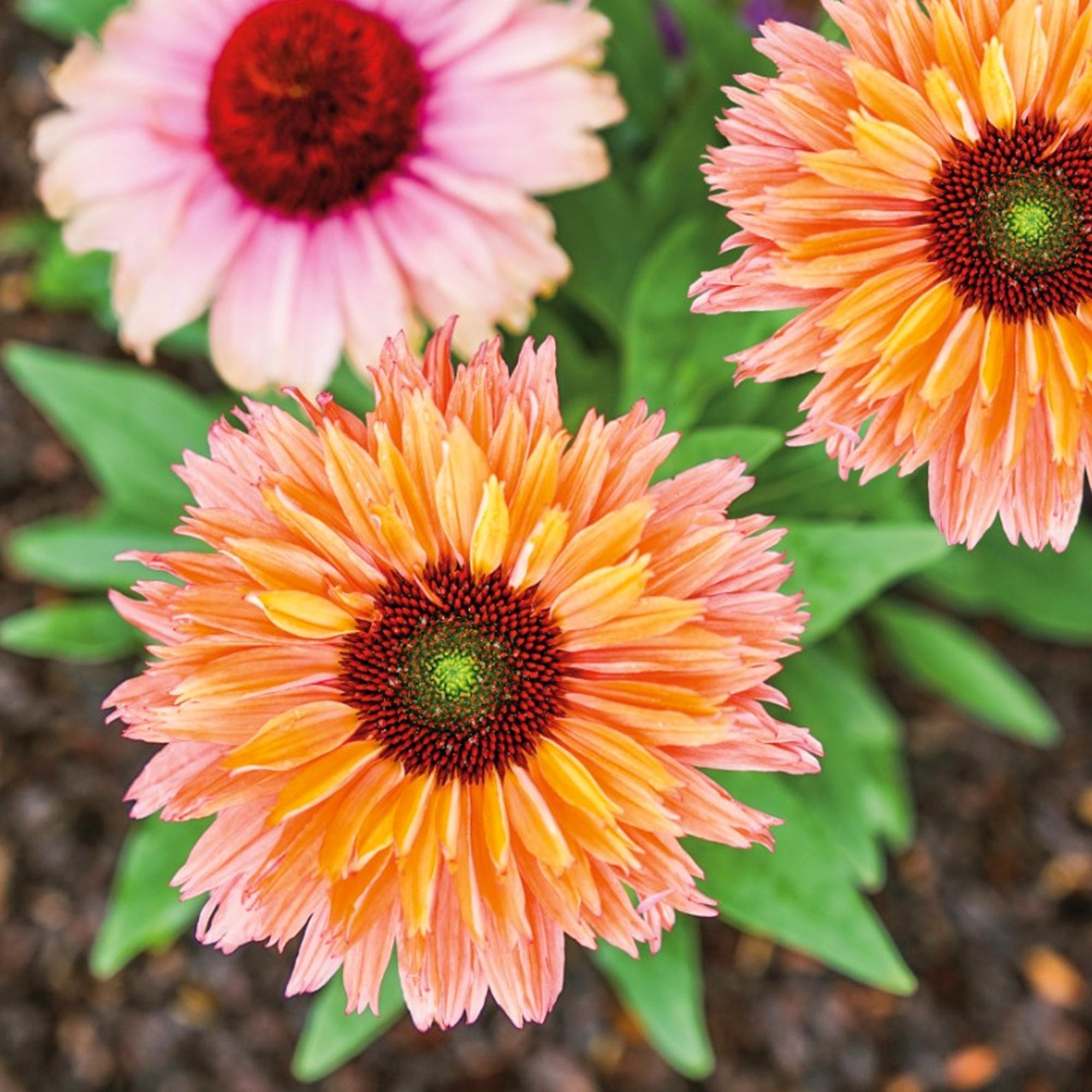50 Sunseeker Rainbow Coneflower Seeds, Hardy Perennial Pollinator ...