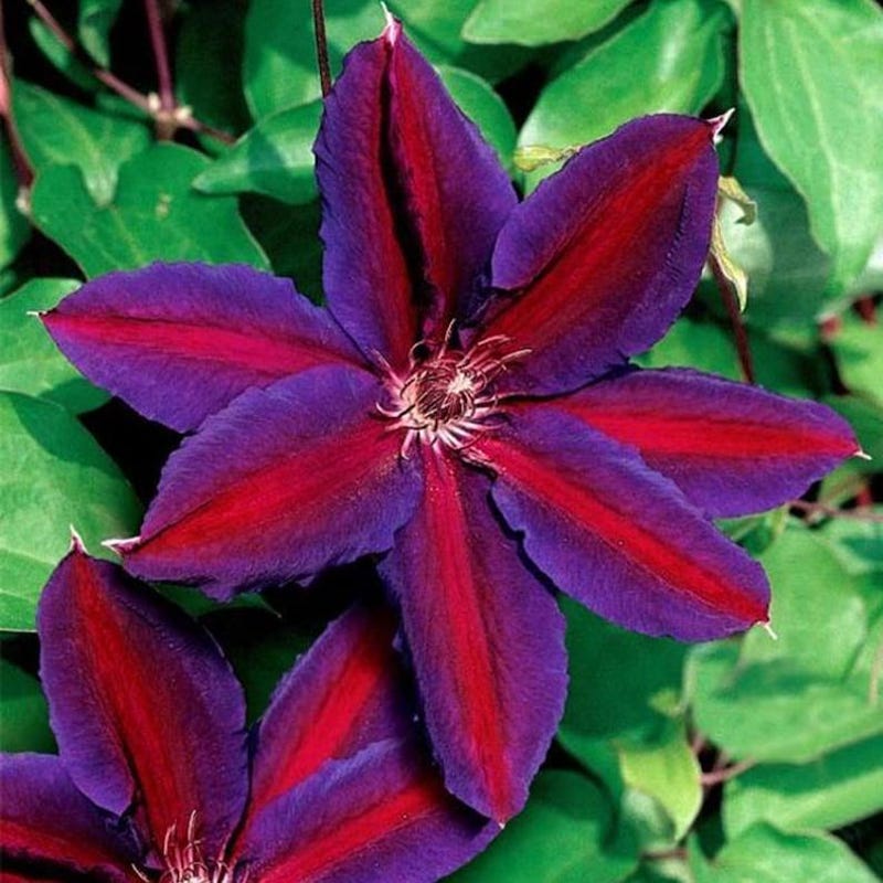 Clematis - Etsy