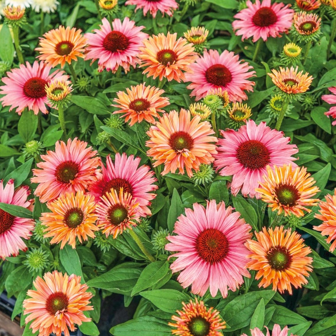 50 Sunseeker Rainbow Coneflower Seeds, Hardy Perennial Pollinator ...