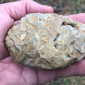 Rare 9.2oz Extinct Chain Coral Fossil halysites From Lake Michigan 425 ...