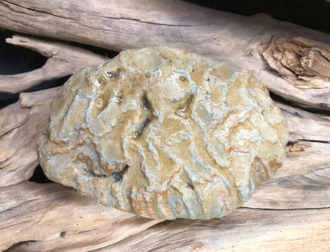 Rare 9.2oz Extinct Chain Coral Fossil halysites From Lake Michigan 425 ...