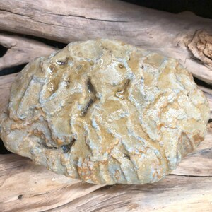 Rare 9.2oz Extinct Chain Coral Fossil halysites From Lake Michigan 425 ...