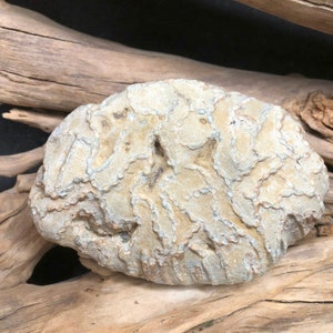 Rare 9.2oz Extinct Chain Coral Fossil halysites From Lake Michigan 425 ...