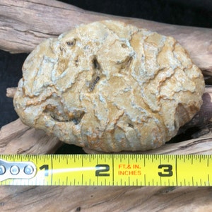 Rare 9.2oz Extinct Chain Coral Fossil halysites From Lake Michigan 425 ...