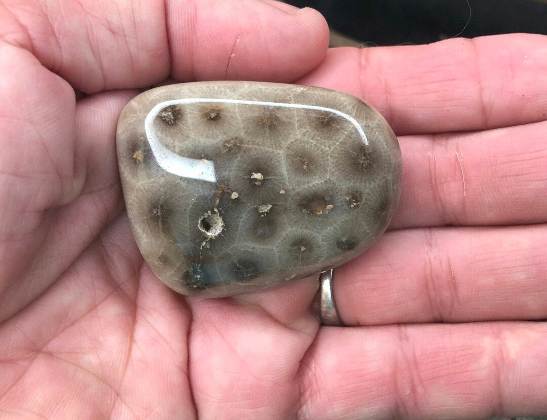 Rare Polished Petoskey Stone "holy Stone" | 2.3 Oz Fossilized Coral ...