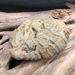 Rare 9.2oz Extinct Chain Coral Fossil halysites From Lake Michigan 425 ...