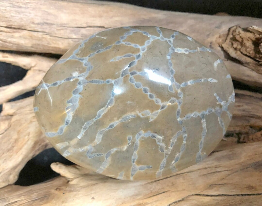 RARE 8.1 Ounce Polished Fossilized Chain Coral halysites A Fascinating ...