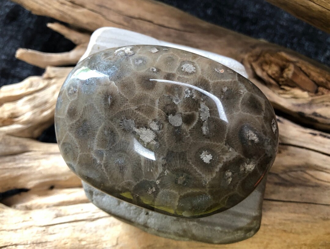 Stunning Polished Petoskey Stone 4.5 Oz Fossilized Coral From Lake ...