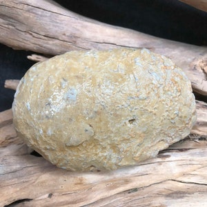 Rare 9.2oz Extinct Chain Coral Fossil halysites From Lake Michigan 425 ...