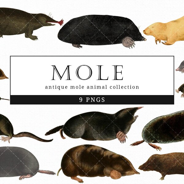 Mole - Etsy