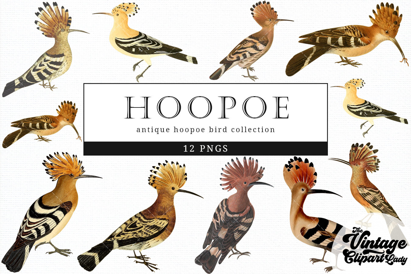 Hoopoe Bird Clipart