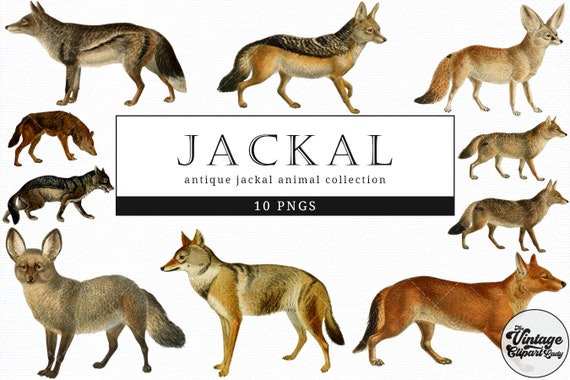 Jackal Clipart