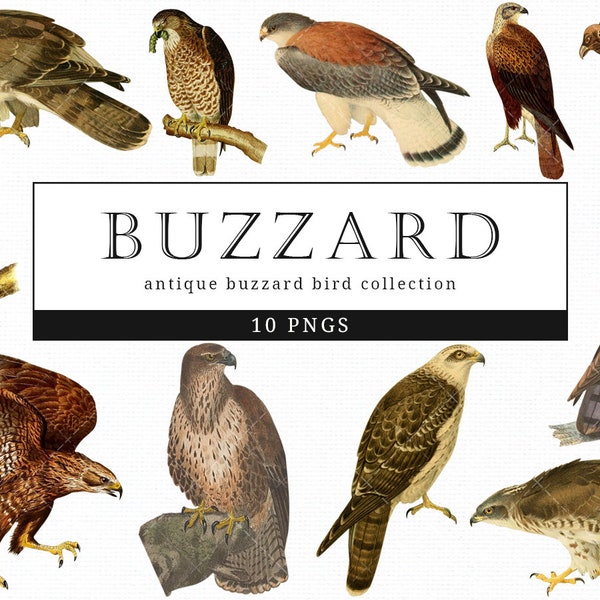 Buzzard Art - Etsy