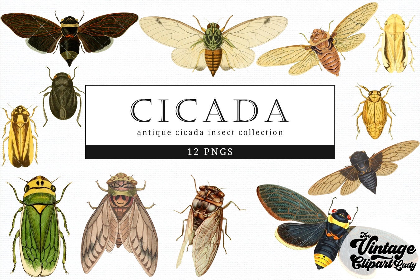 Cicada Scientific Illustration
