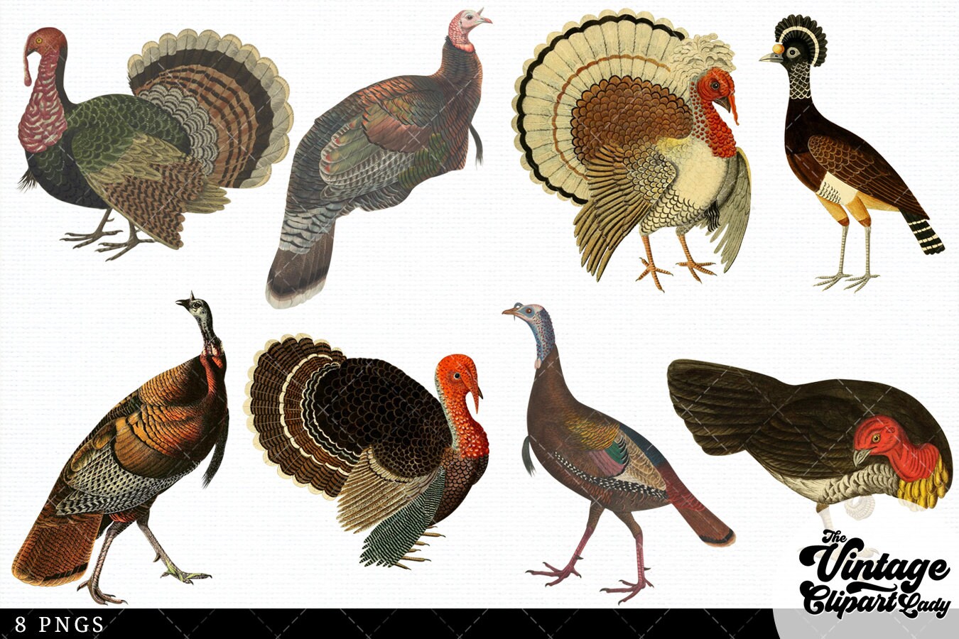 Turkey Vintage Bird Illustration Clip Art, Clipart, Fussy Cut, Ephemera ...