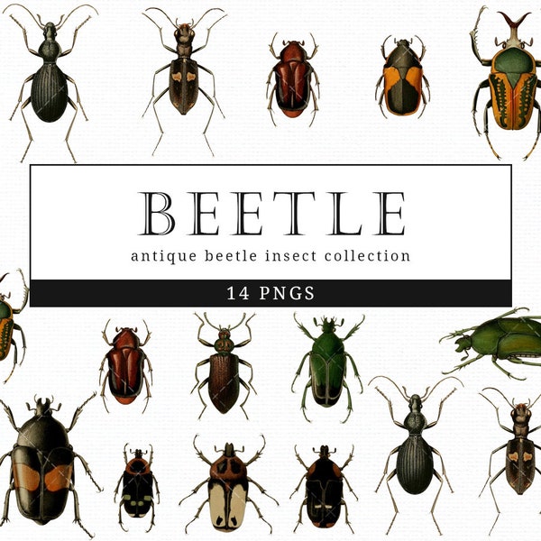 Beetle Art - Etsy
