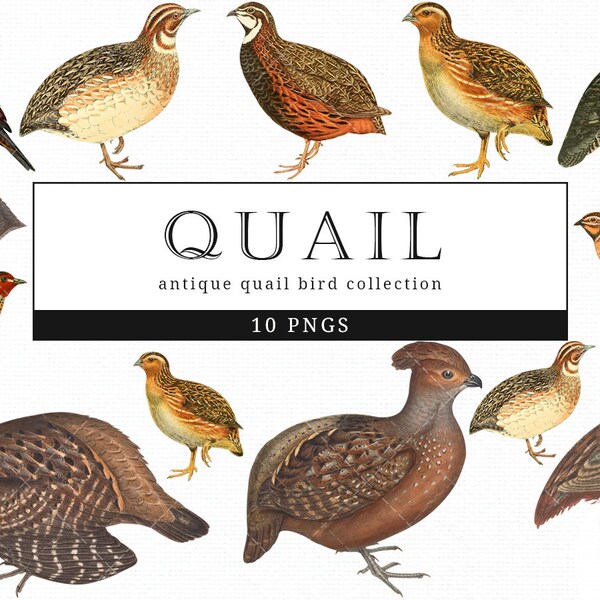 Quail Embroidery - Etsy