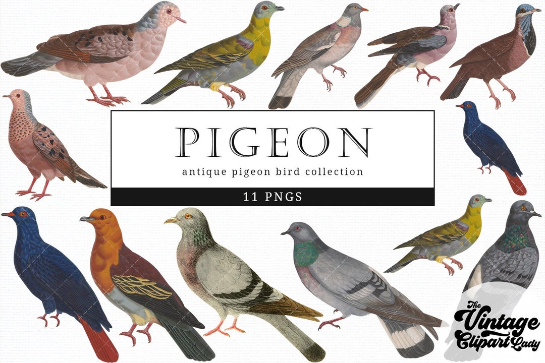 Pigeon Vintage Bird Illustration Clip Art, Clipart, Fussy Cut, Ephemera ...