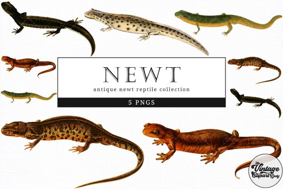 Newt Clipart