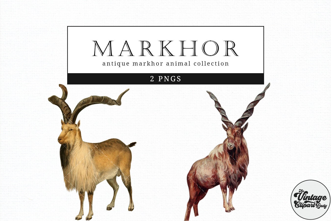 Markhor Animal