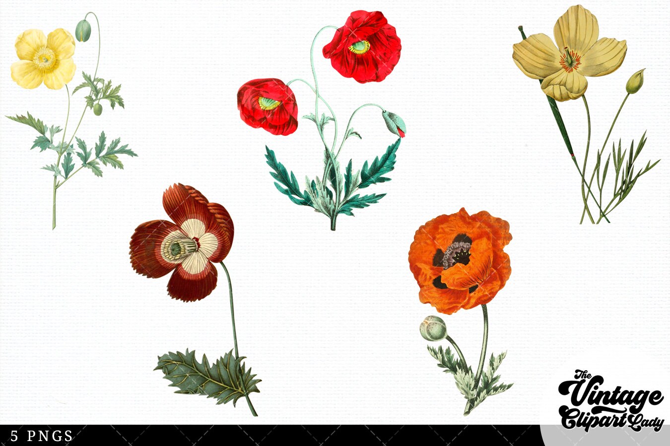 Poppy Vintage Floral Botanical Clip Art Clipart Fussy Cut - Etsy