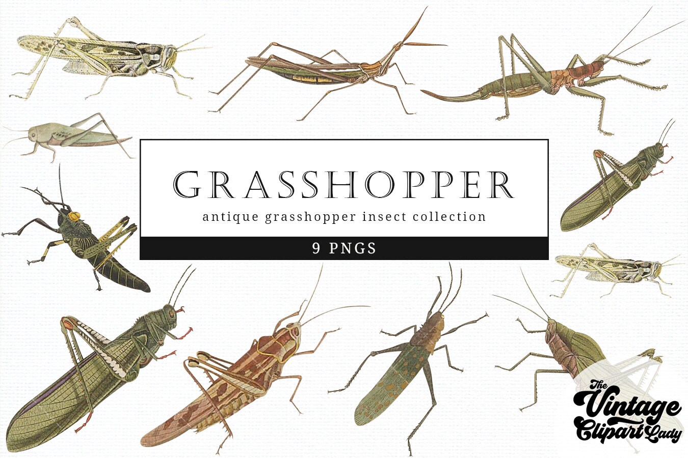 Grasshopper Insect Clipart