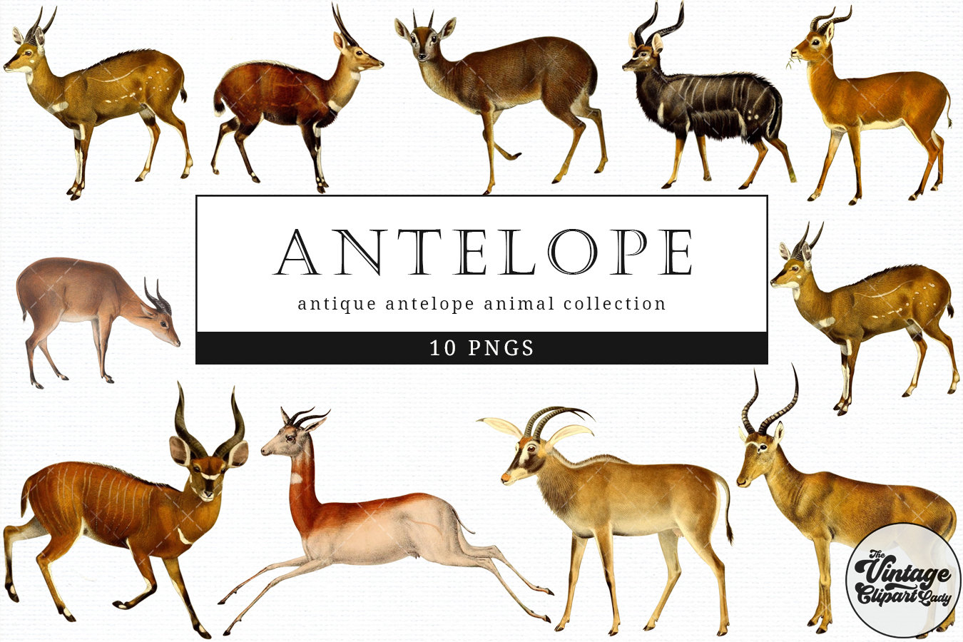 Animal Clipart Antelope