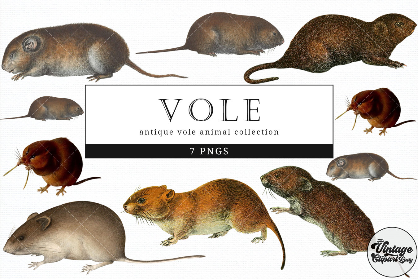 Vole Cartoon