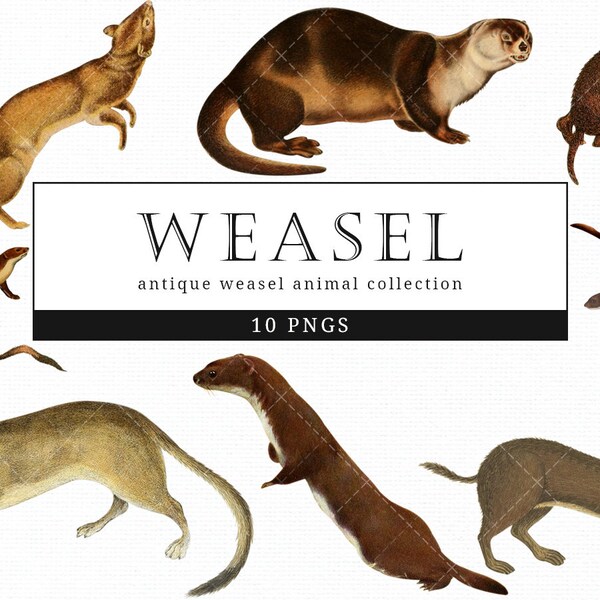 Weasel - Etsy