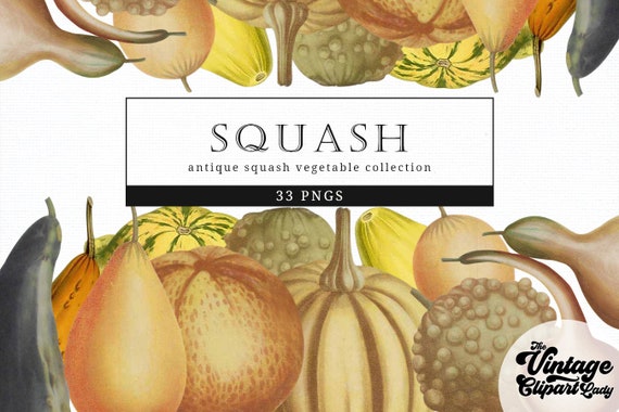 Squash Vegetable Clip Art