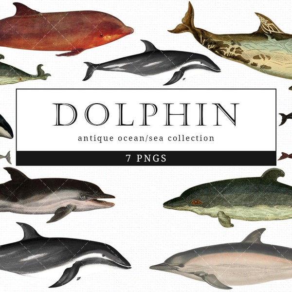 Dolphin Art - Etsy